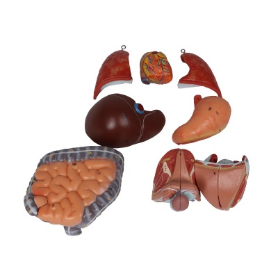 Torso Models | Health and Care